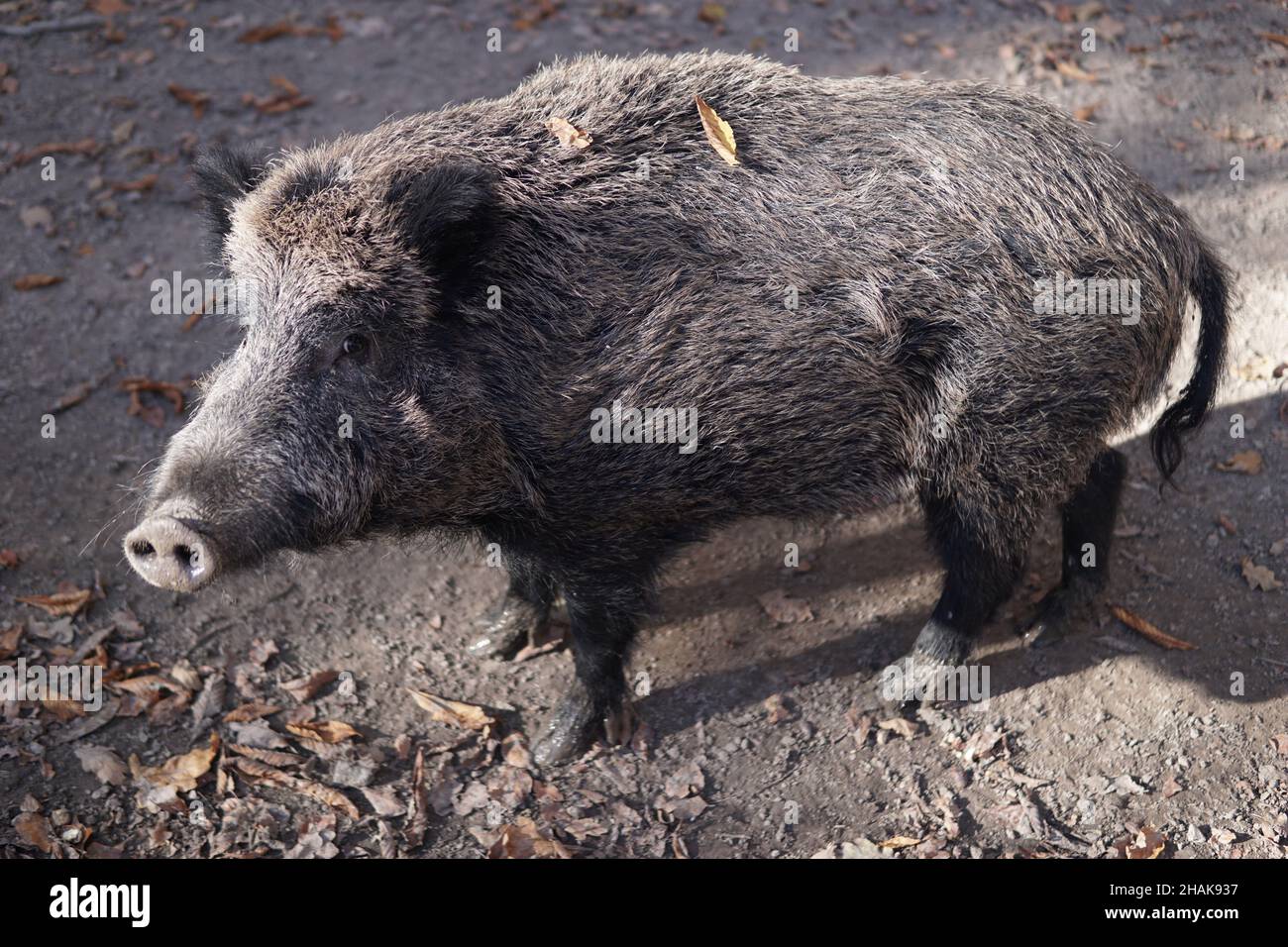 Wild boar walking in the wilderness Stock Photo - Alamy