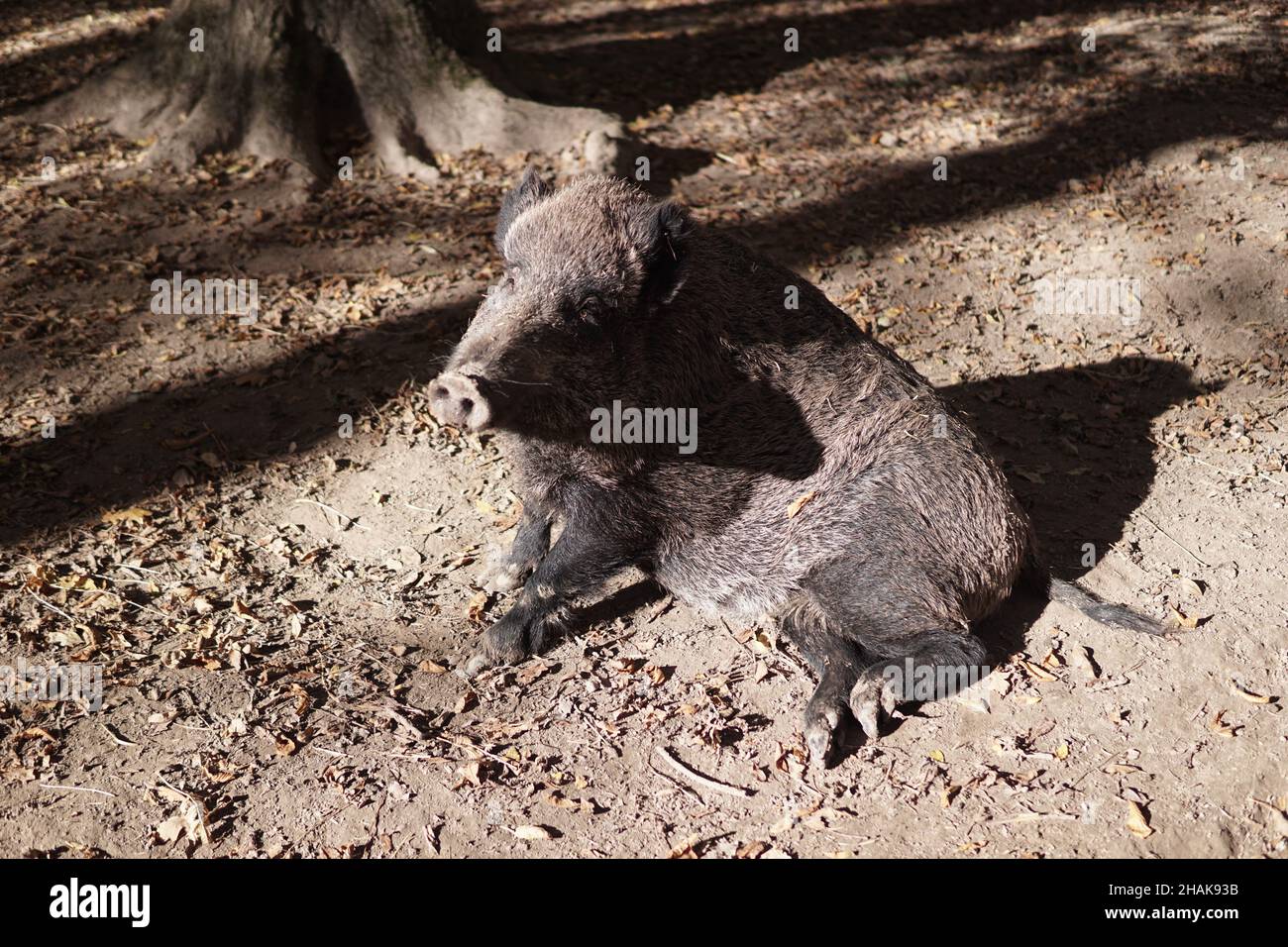 Wild boar sitting in the wilderness Stock Photo - Alamy