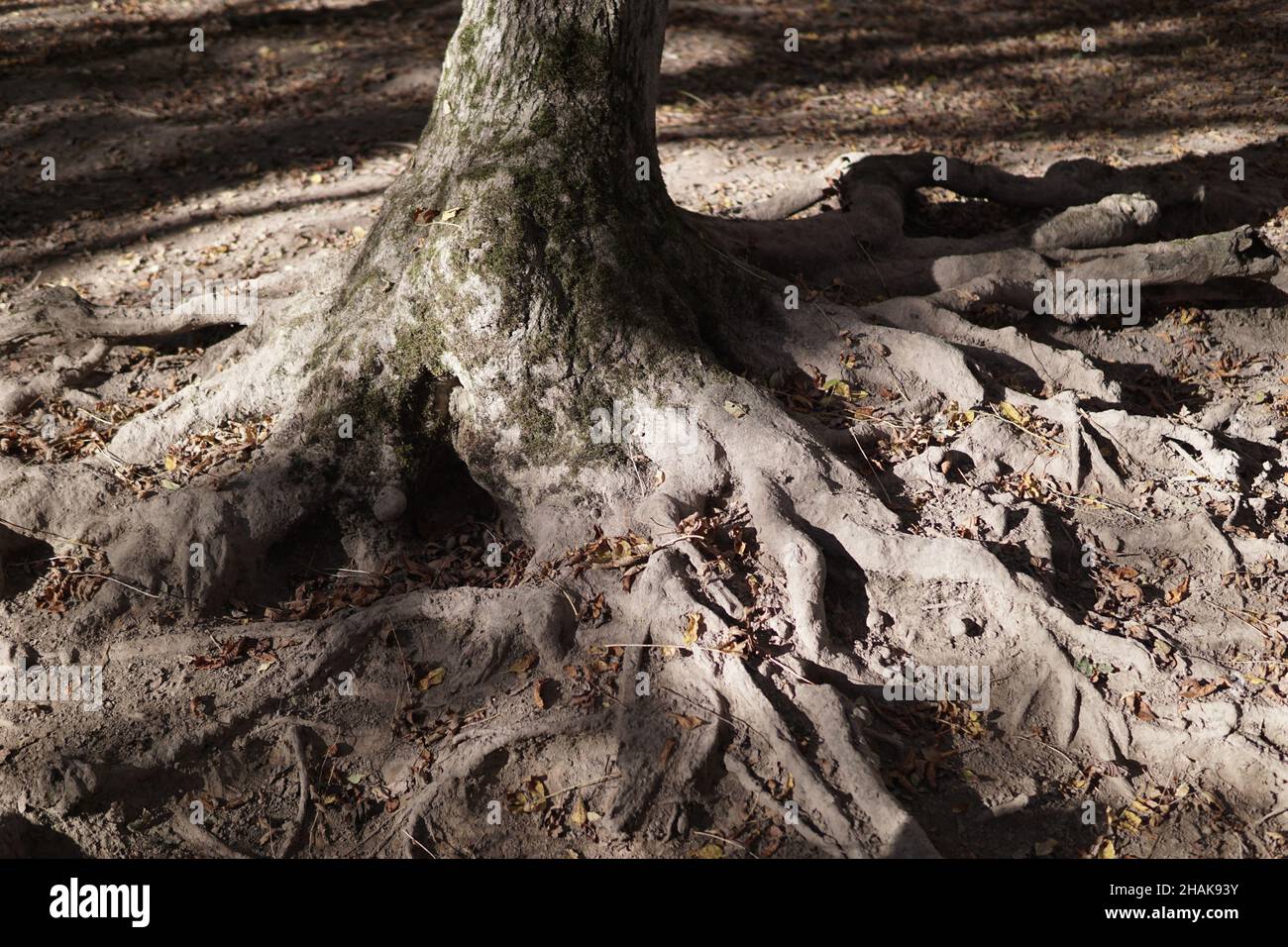 Old tree trunk in a park in the sunlight Stock Photo - Alamy