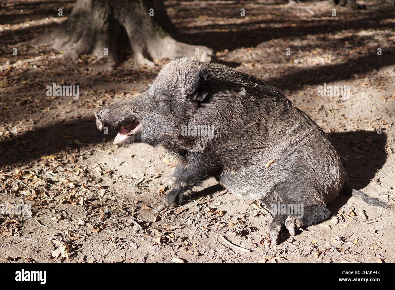 Wild boar walking in the wilderness Stock Photo - Alamy