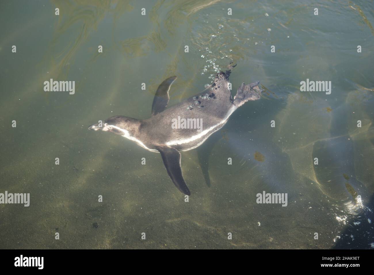 Galapagos penguin swimming in a lake Stock Photo - Alamy