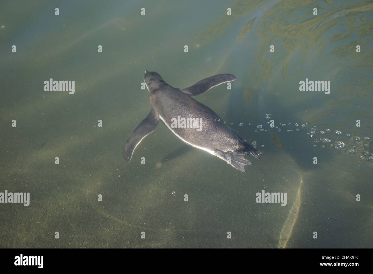 Galapagos penguin swimming in a lake Stock Photo - Alamy