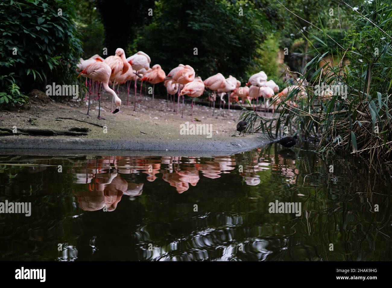 Flock of pink flamingos by the water in a park Stock Photo - Alamy