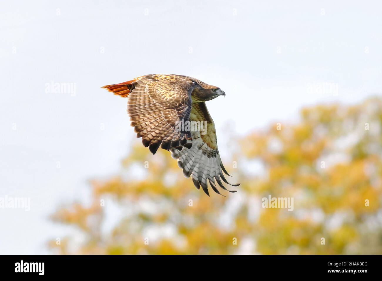 American red tailed hawk hi-res stock photography and images - Alamy