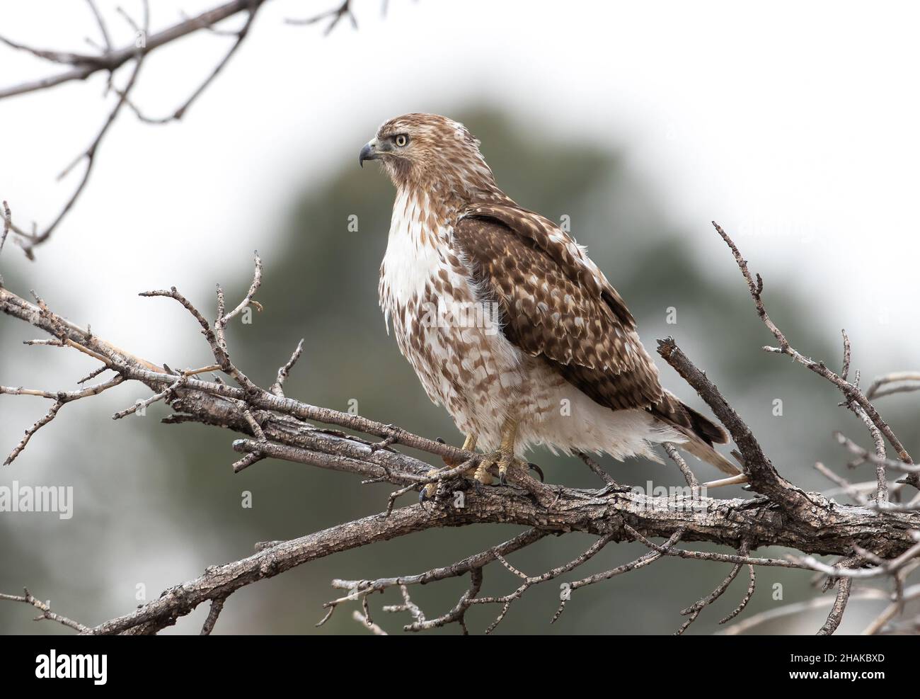 A young Red-Tailed Hawk with beautiful feathers, looking out into the ...