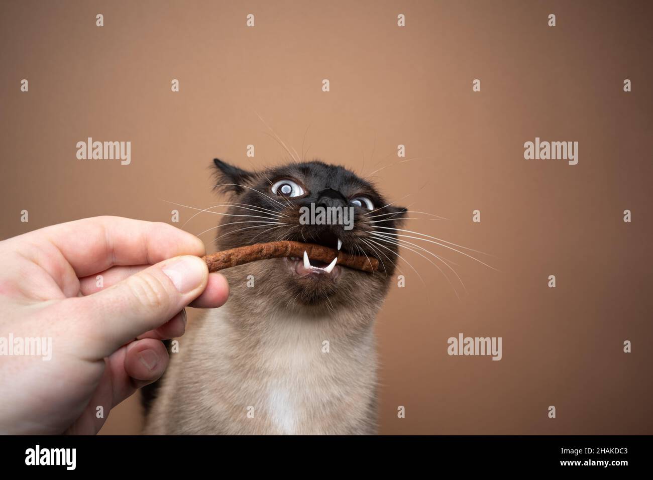 hand feeding siamese cat making funny face eating a treat stick with ...