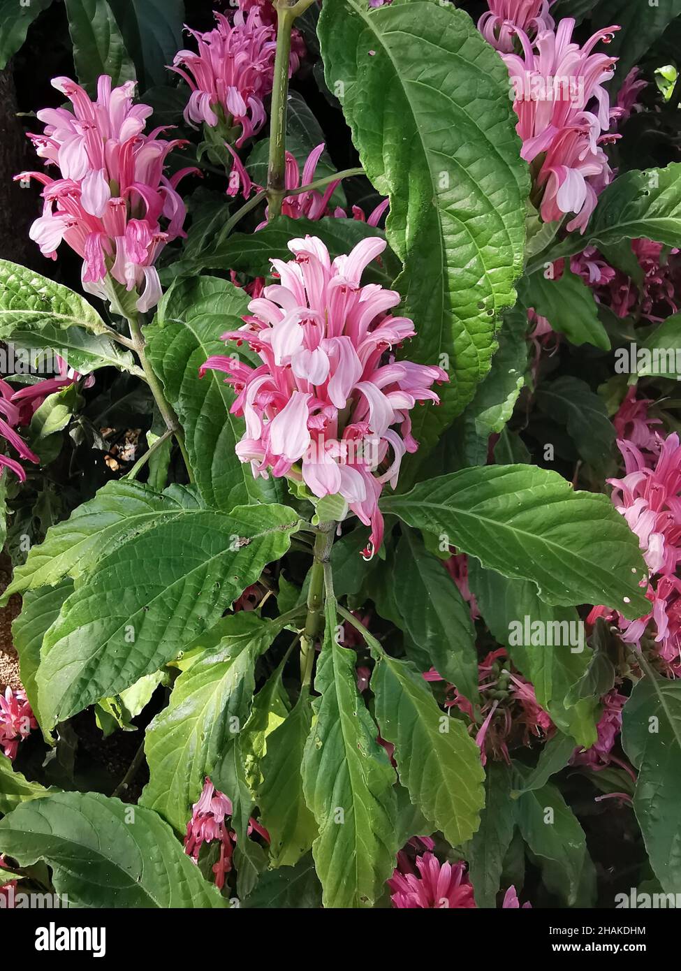 Justicia carnea red flower hi-res stock photography and images - Alamy