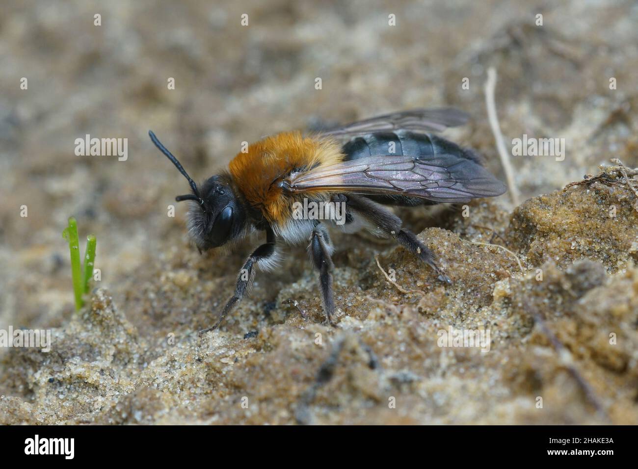 Patched animal hi-res stock photography and images - Alamy