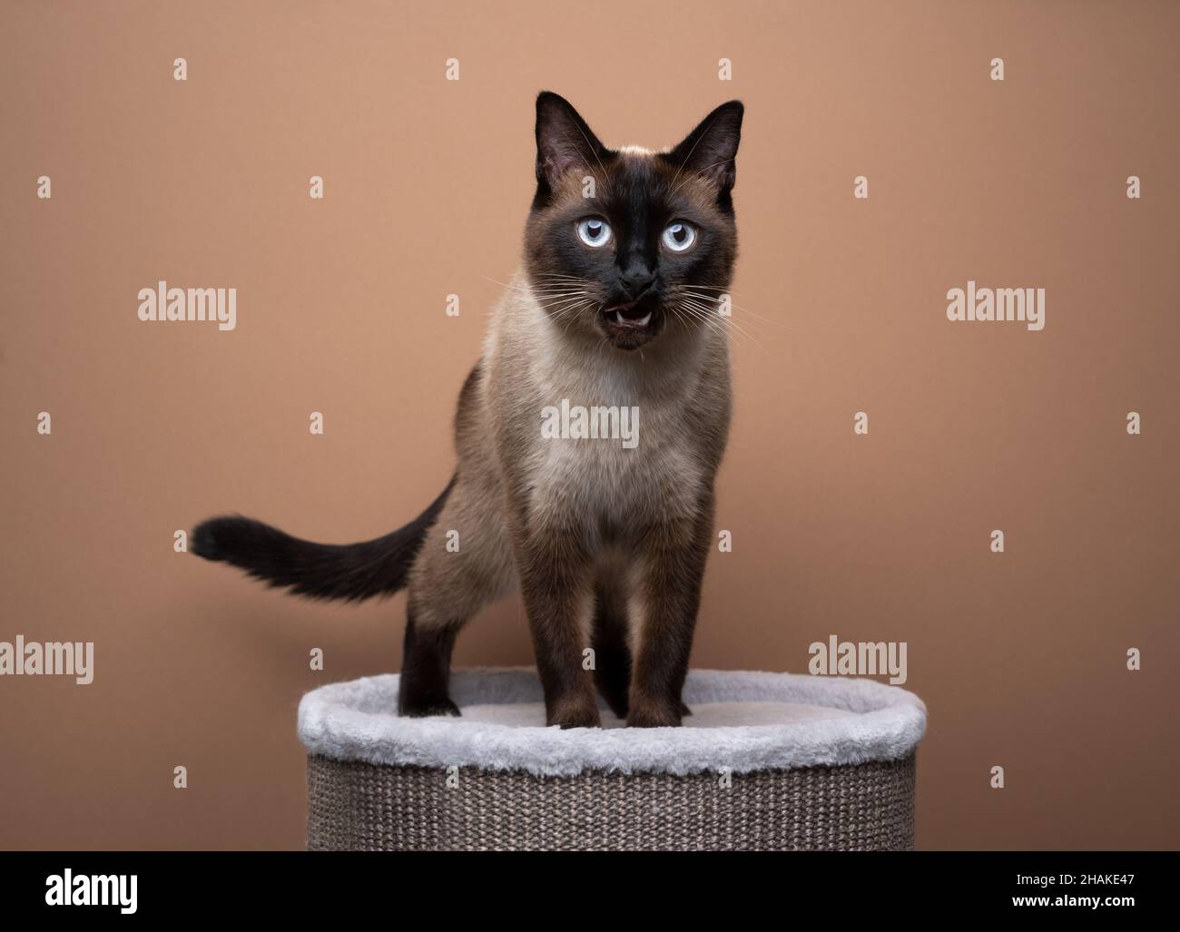 Brown Point Siamese Cat