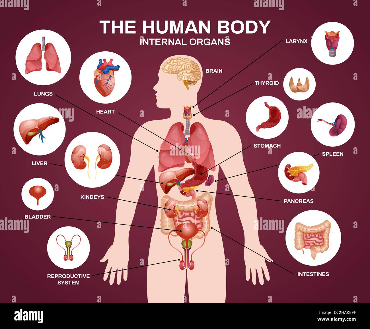 Internal Human Organs Silhouette Composition With Human Body Internal Internal Human Organs Silhouette Composition With Human Body Internal