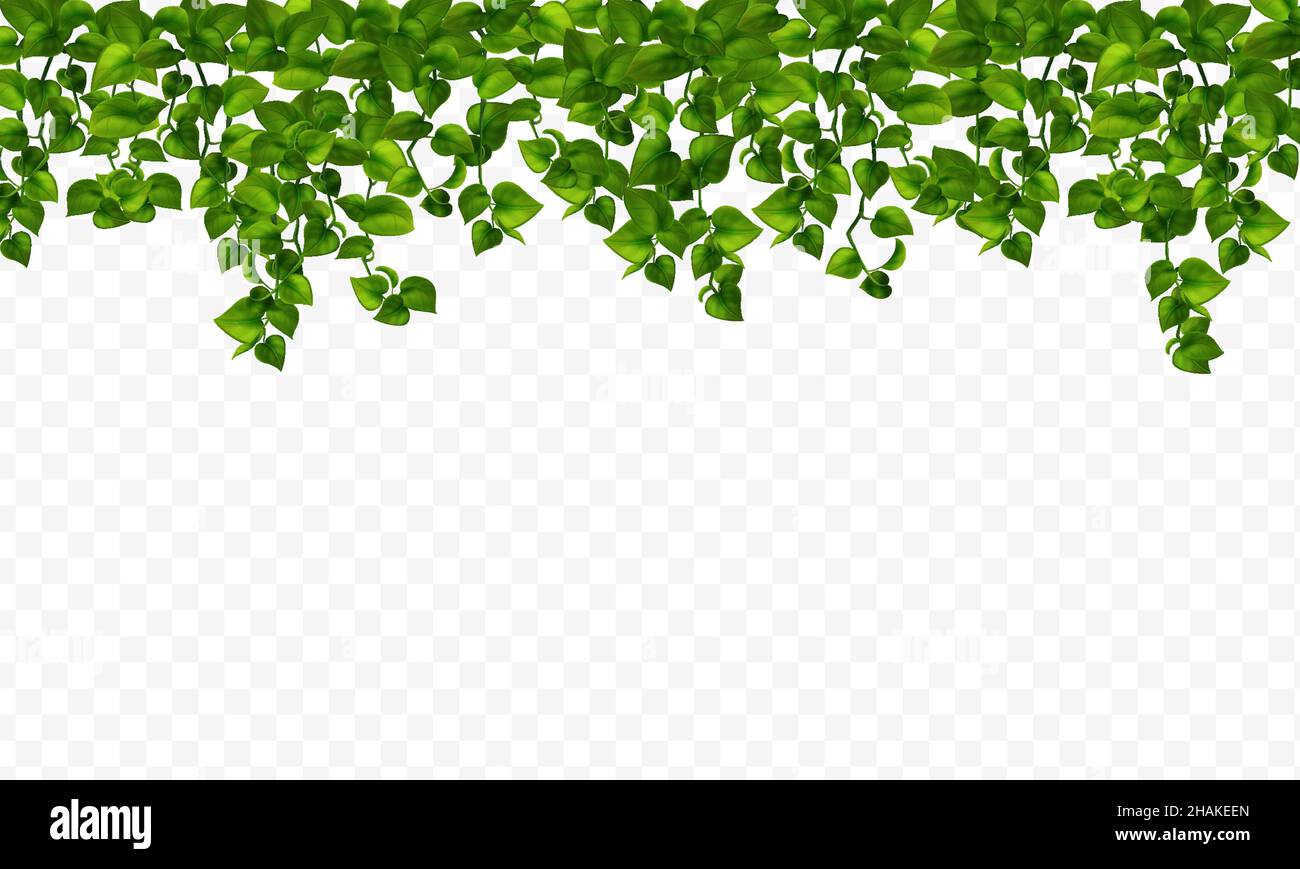 Color image of a hedge of house plants on a transparent background ...