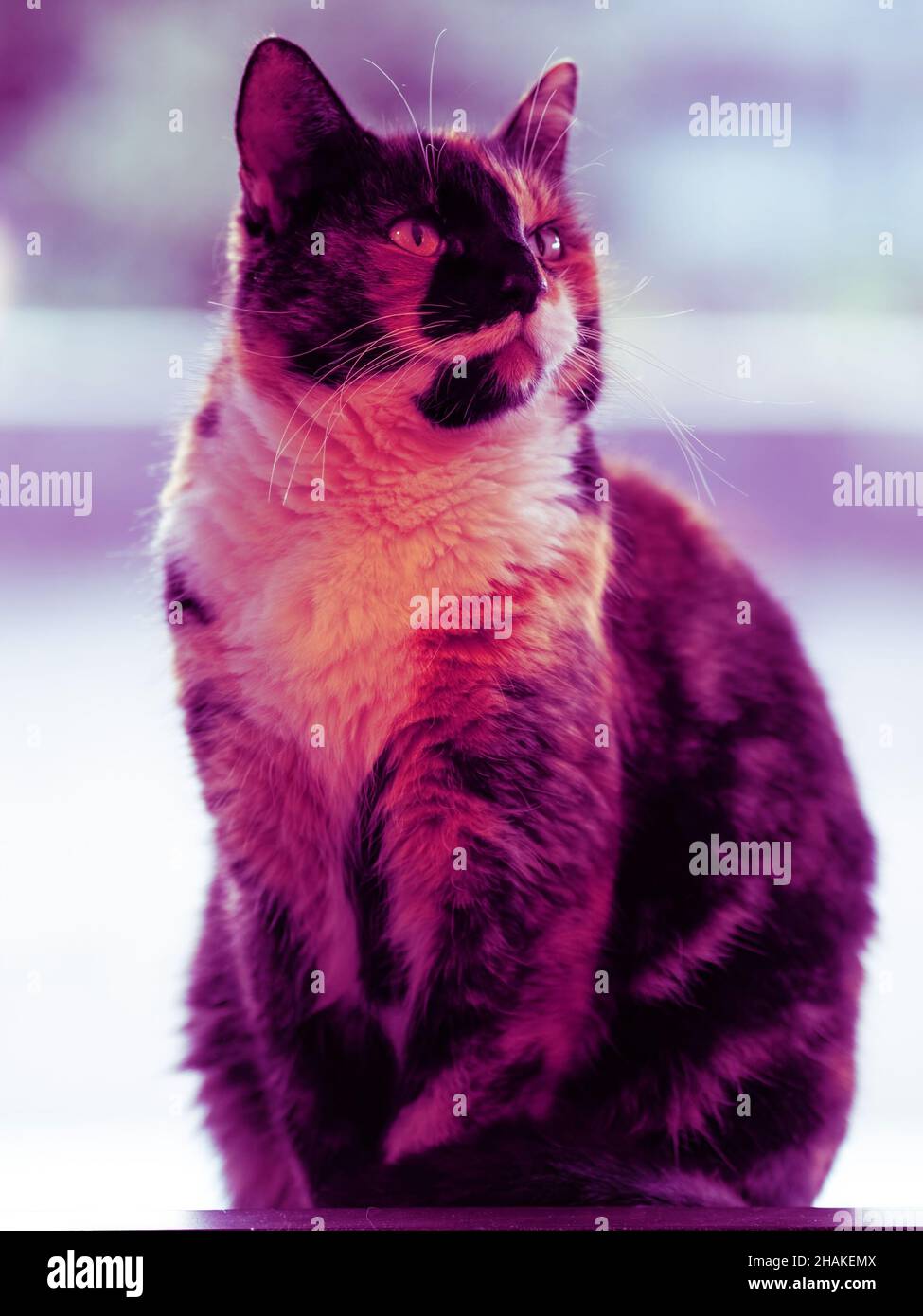 three-color tortoiseshell cat in neon light Stock Photo - Alamy