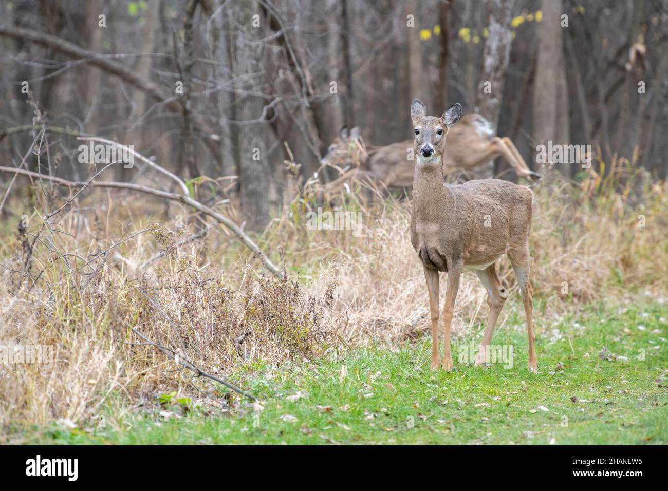 White-tailed deer doe(Odocoileus virginianus). Fort Snelling State Park ...