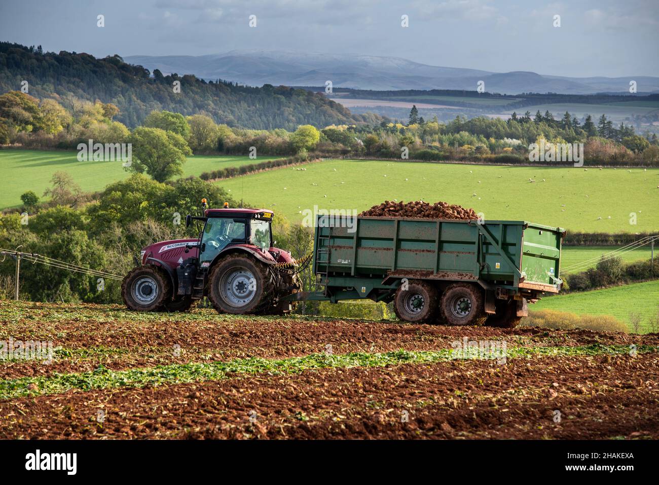 Tractor and trailer leading a load of freshly harvested sugar beet ...