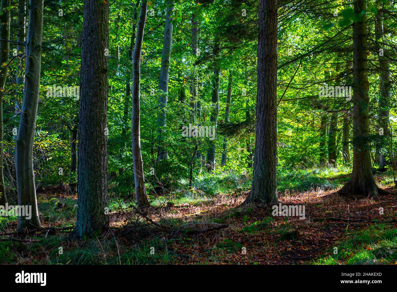 Fixed woodland of conifer and deciduous trees in southern Scotland ...