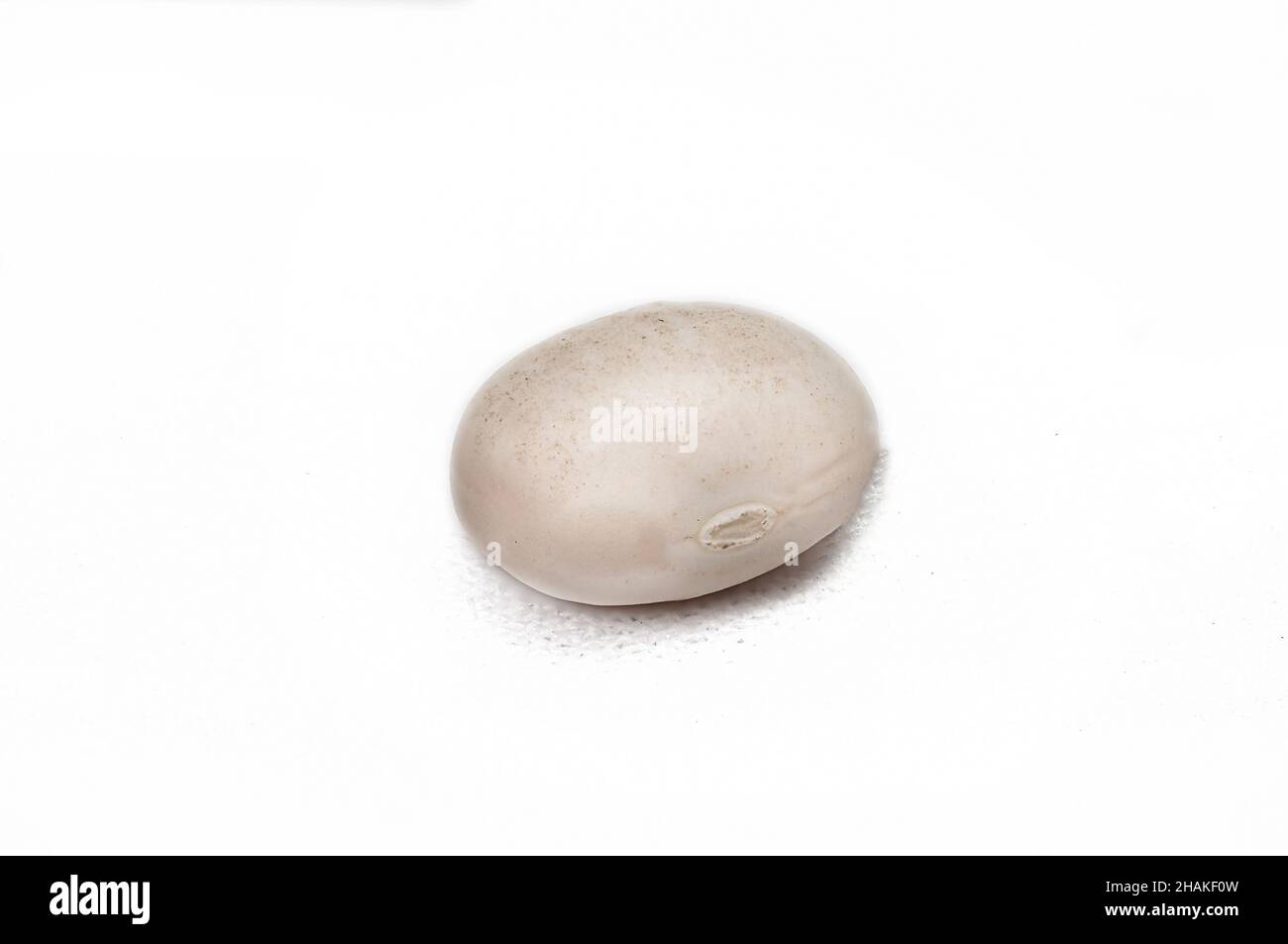 Single white bean on white background Stock Photo - Alamy