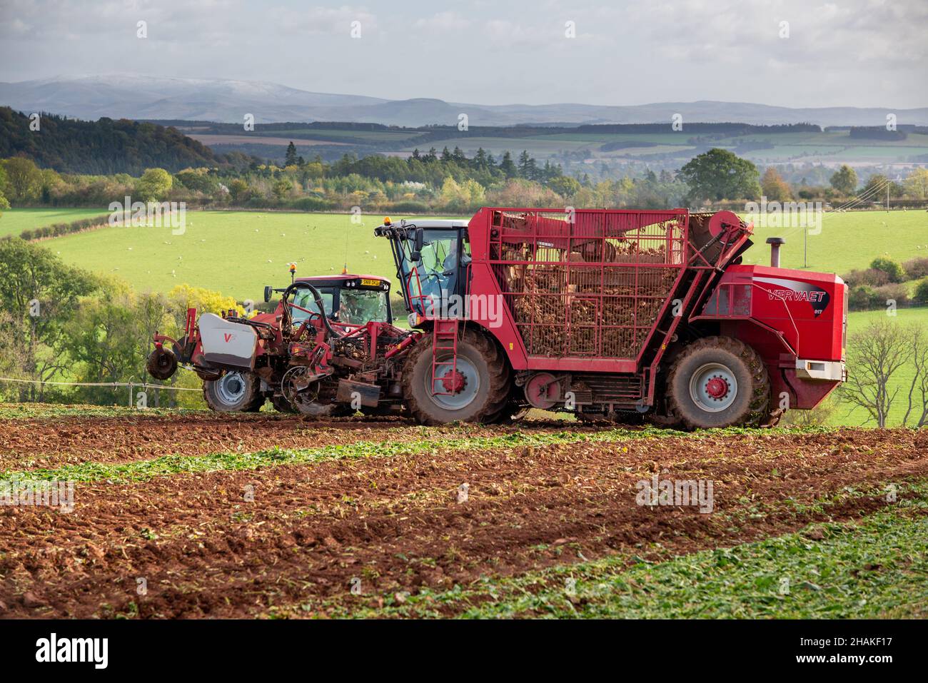 Vervaet BE617 harvesting sugarbeet in southern Scotland, UK Stock Photo ...