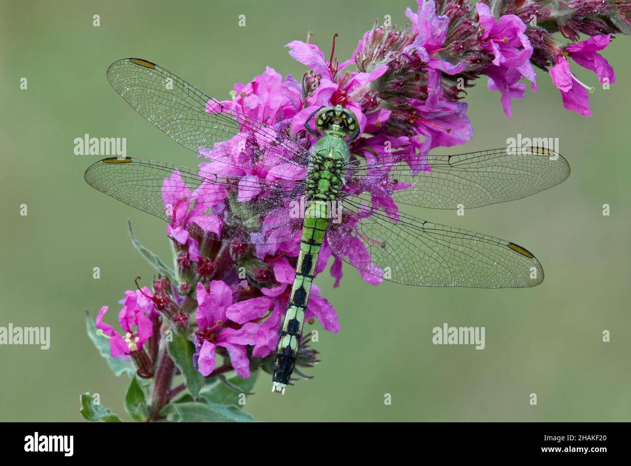 Eastern Pondhawk Skimmer dragonfly (Erythemis simplicicollis) resting ...