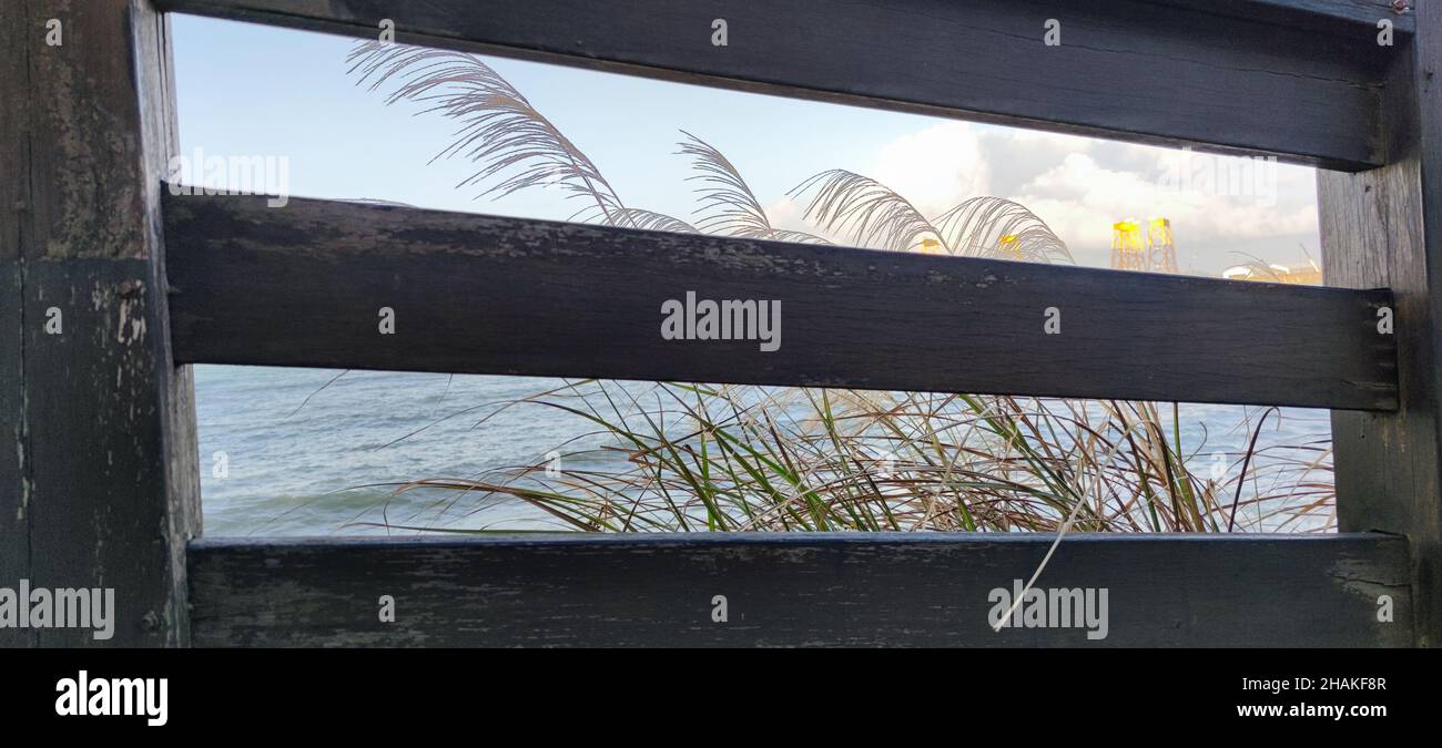 The Reeds near the modern house. Autumn background Stock Photo - Alamy
