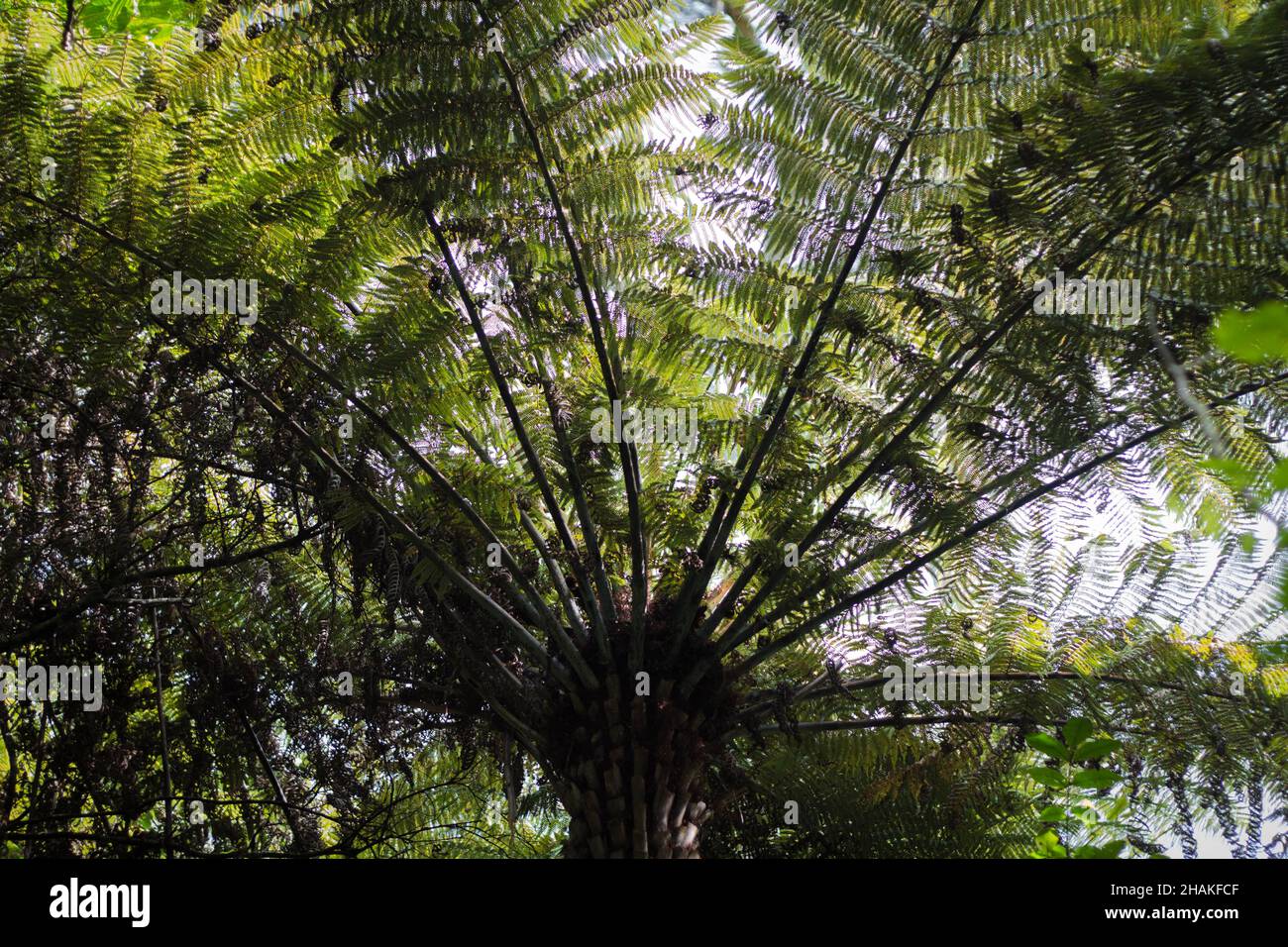 New zealand landscape fern sunlight hi-res stock photography and images ...