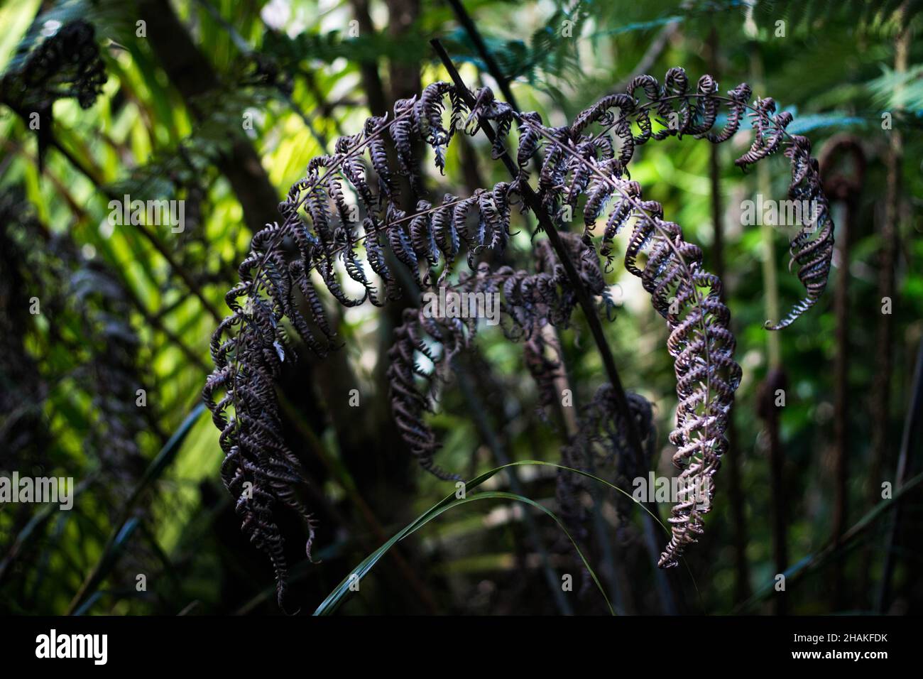 New Zealand native forest and trees Stock Photo - Alamy