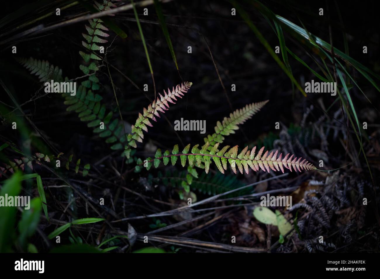 New Zealand native forest and trees Stock Photo - Alamy