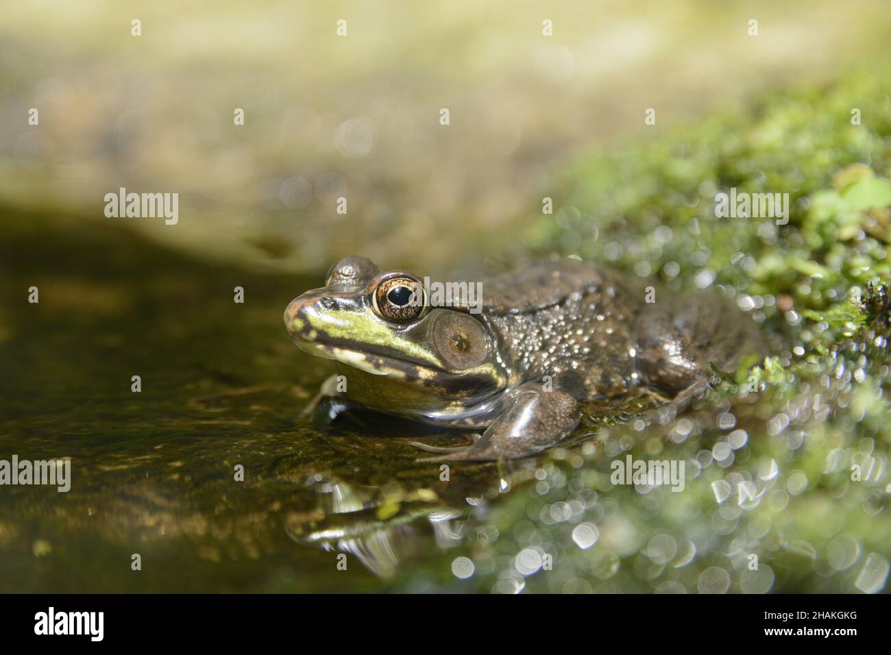 WESTCHESTER NY, UNITED STATES - Aug 16, 2017: macro and closeup ...