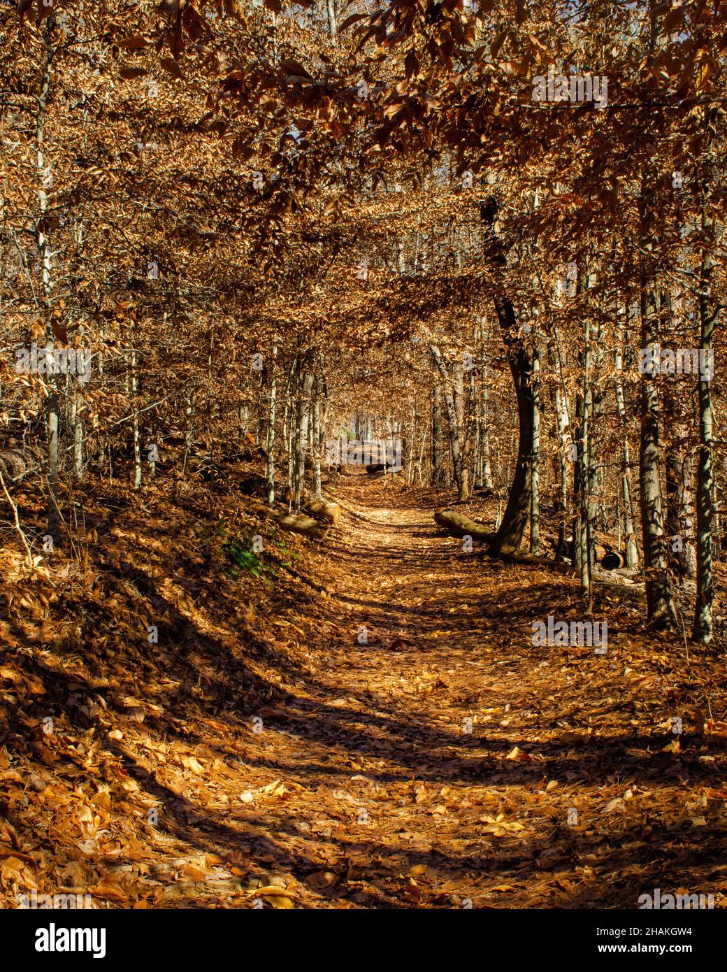 Fall foliage photos hi-res stock photography and images - Alamy