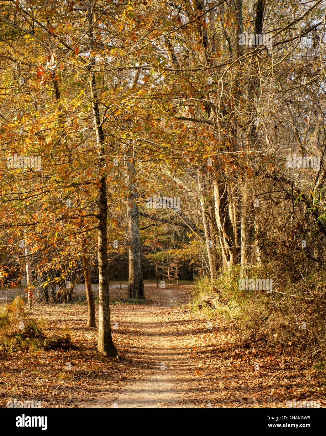 Fall on a trail Stock Photo - Alamy