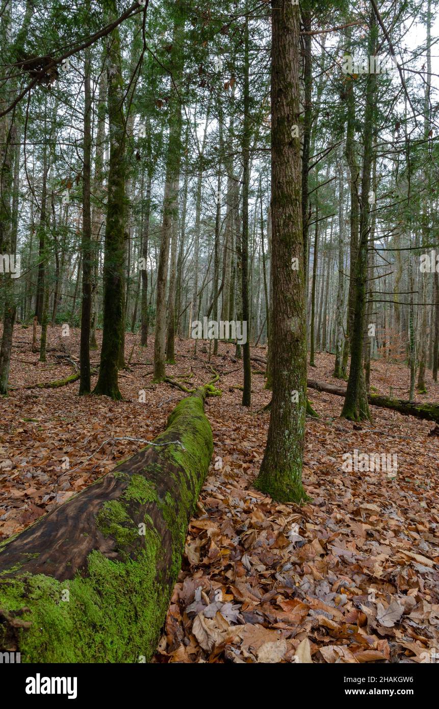 Forest in the fall Stock Photo - Alamy