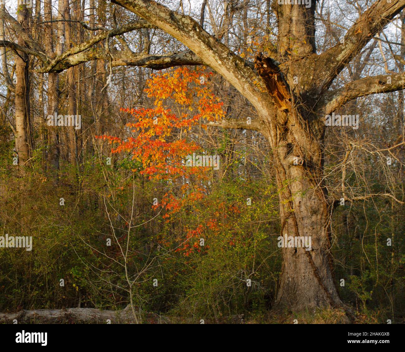 Atlanta fall color hi-res stock photography and images - Alamy