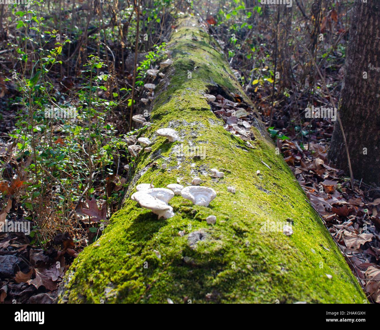 Fallen logs hi-res stock photography and images - Alamy