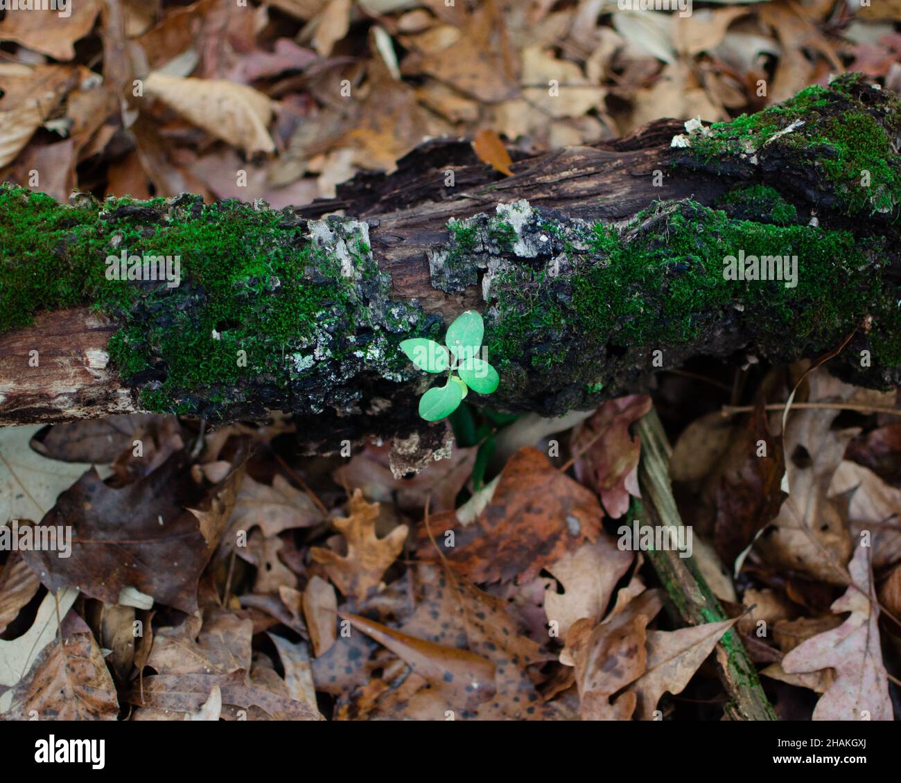 rebirth of a tree in the forest Stock Photo - Alamy