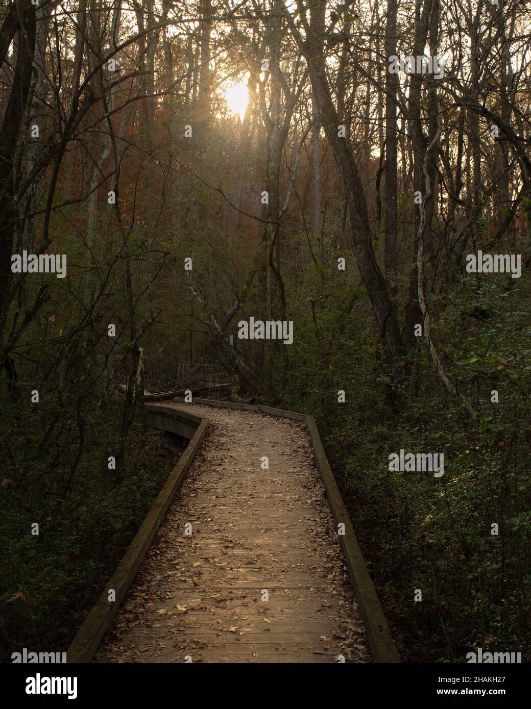Sunset walkway through the forest Stock Photo - Alamy