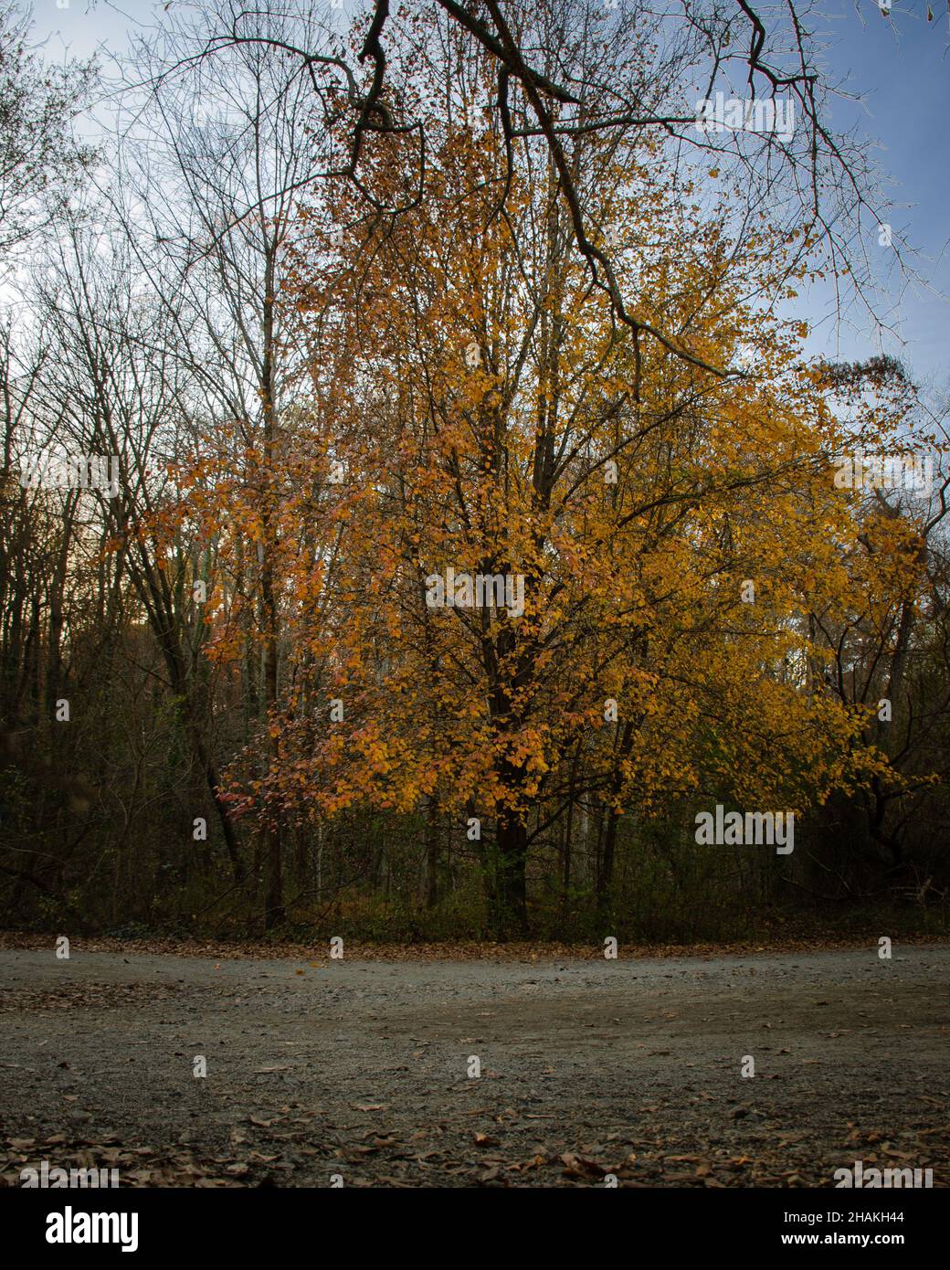 Fall leaf photos hi-res stock photography and images - Alamy