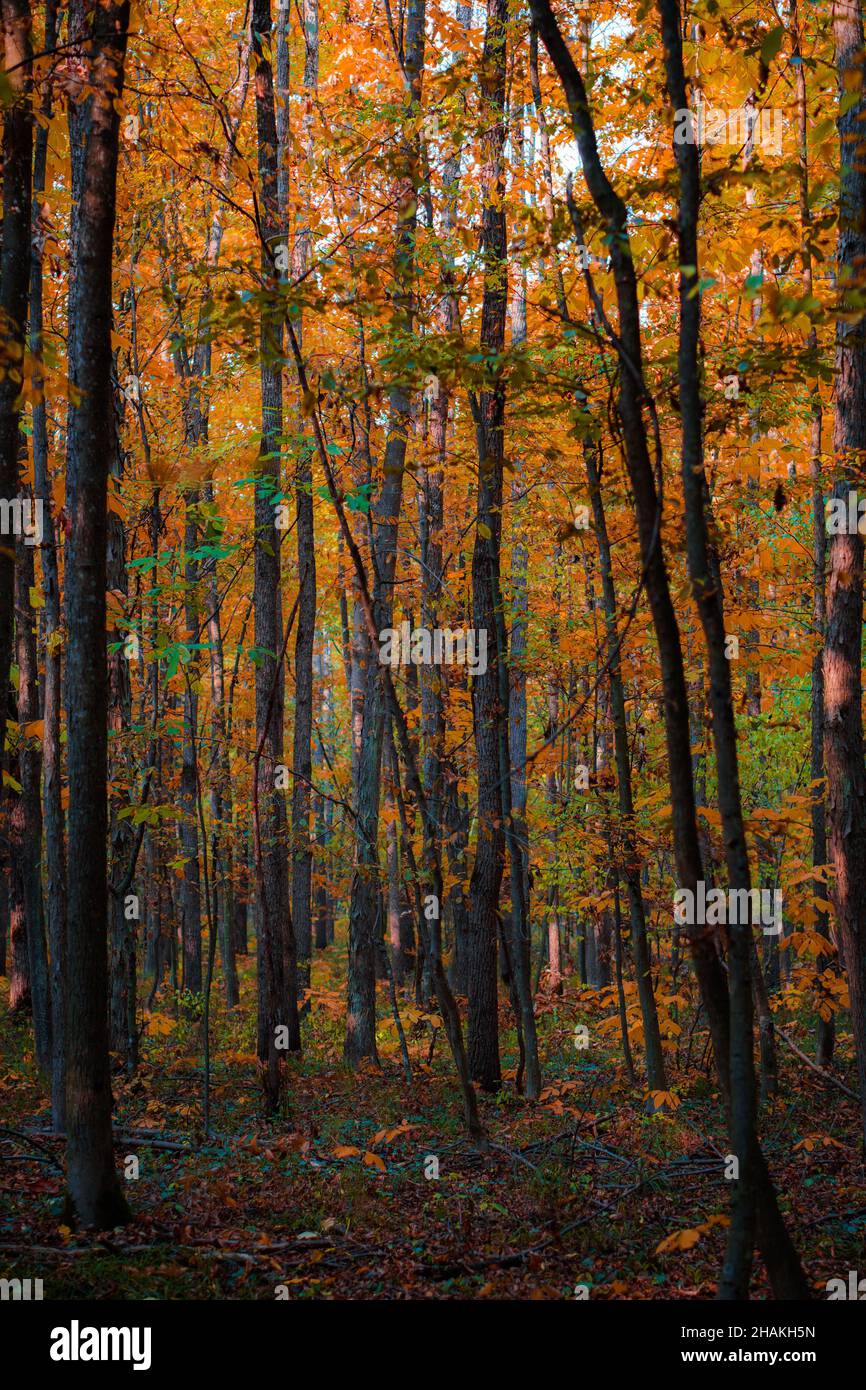 Vertical shot of a hardwood forest covered in yellowing trees under the ...