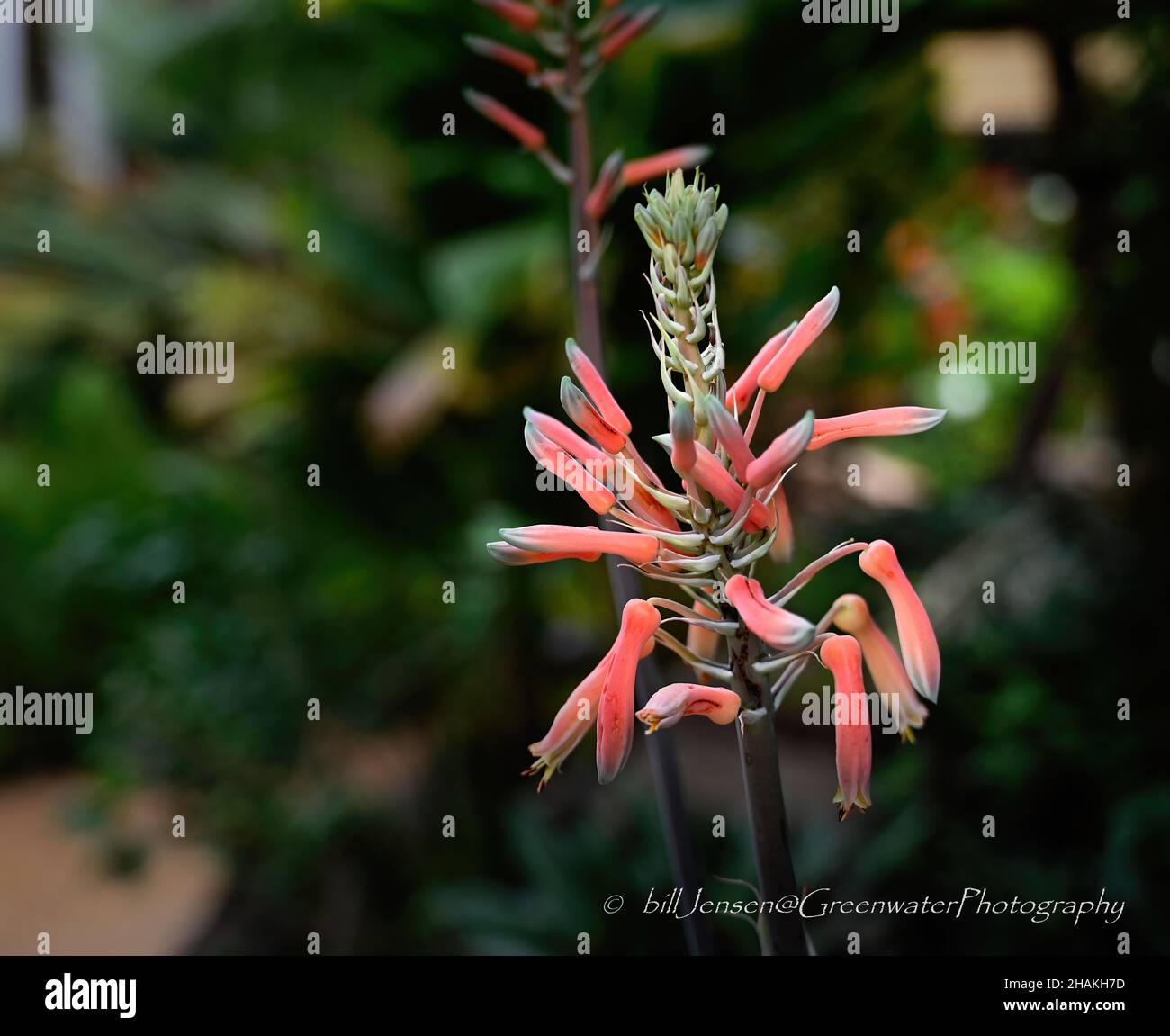 Samoa national flower hi-res stock photography and images - Alamy
