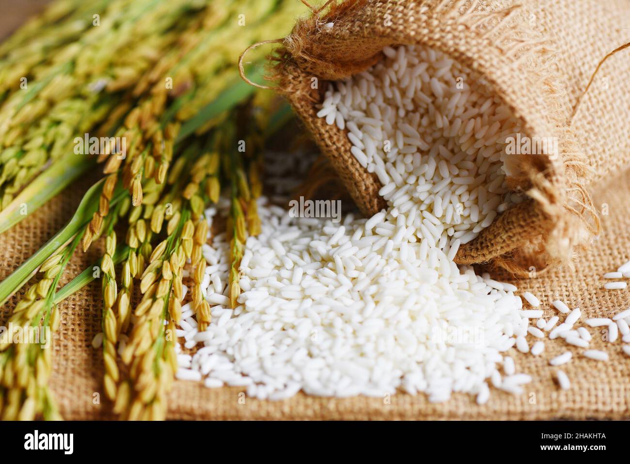 Jasmine white rice on sack and harvested yellow rip rice paddy, harvest ...