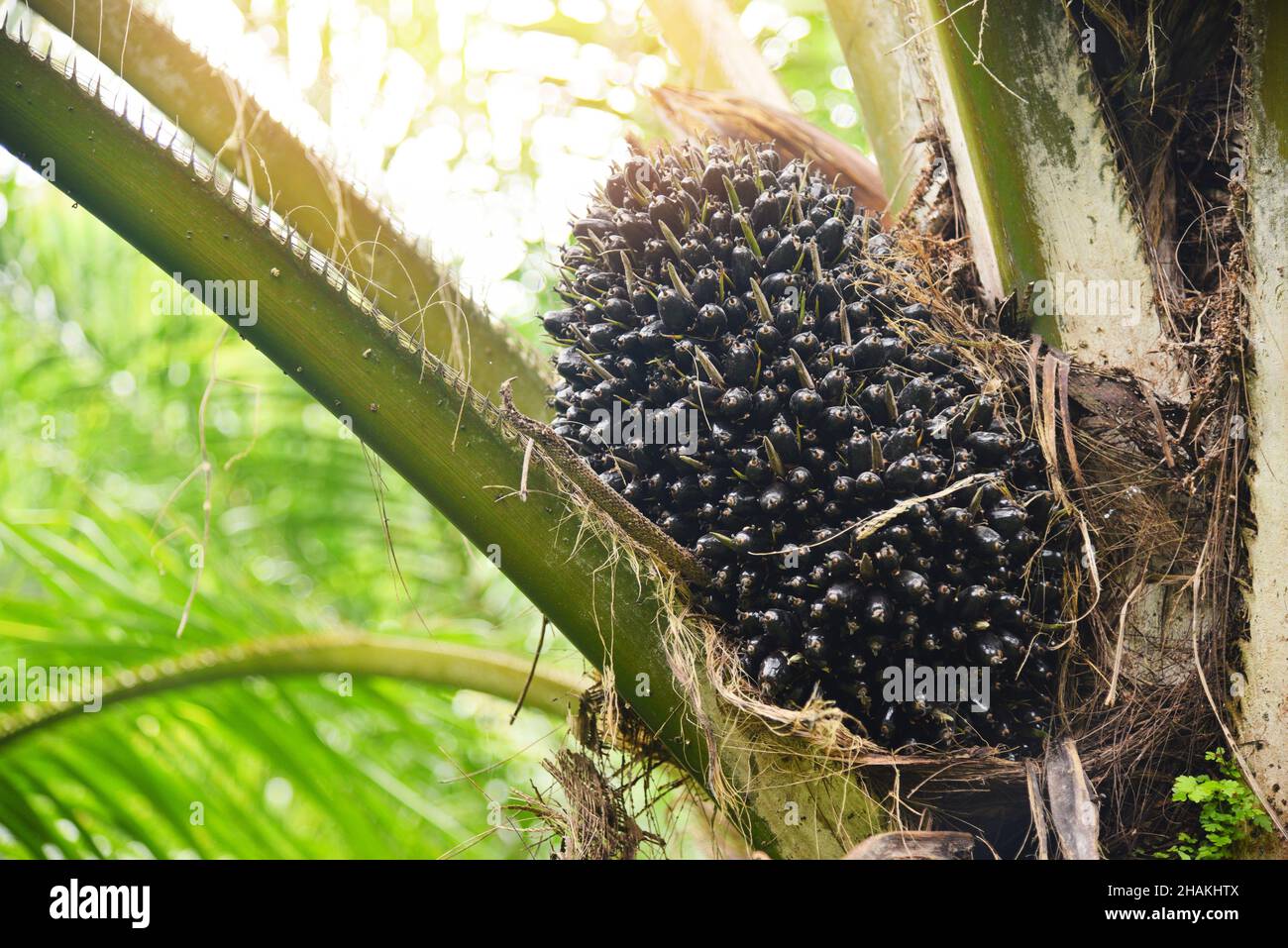 Palm plantation, Palm oil on the crops in green, tropical tree plant ...