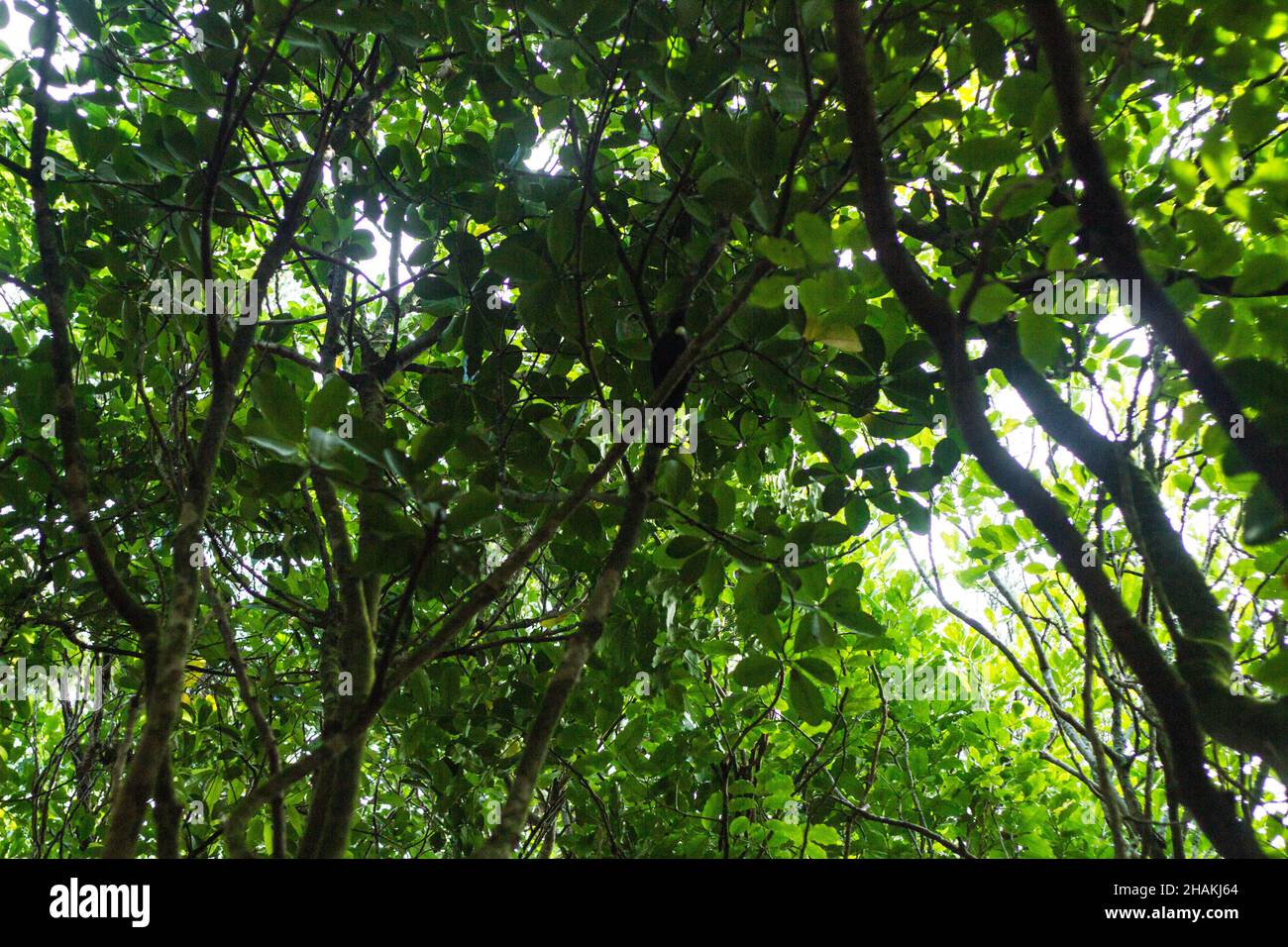 New Zealand native forest and trees Stock Photo - Alamy