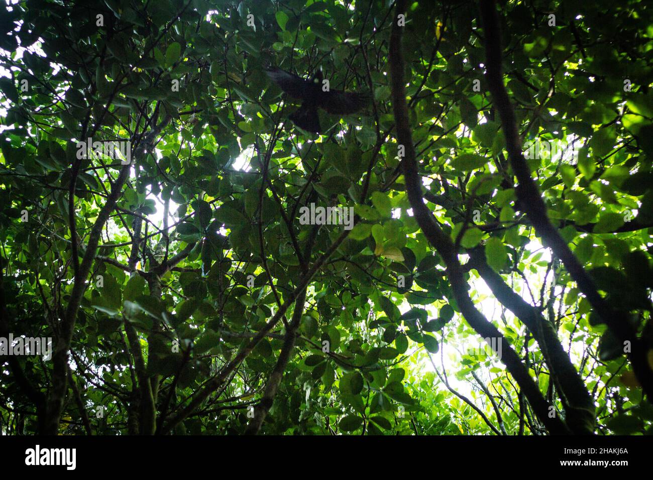 New Zealand native forest and trees Stock Photo - Alamy