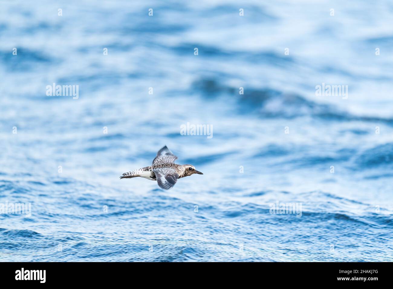 Flying plover hi-res stock photography and images - Alamy