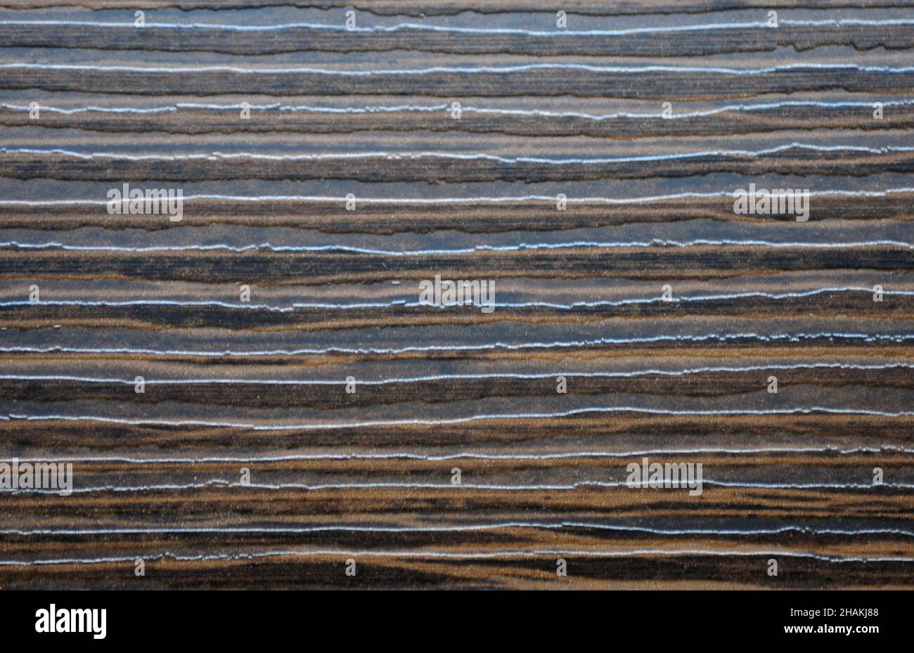 Dark walnut, textured surface of striped brown wood close-up ...