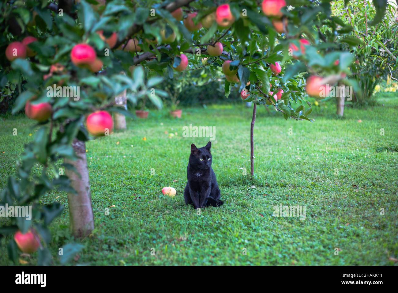 Black cat in the beautiful garden with trees full of ripening red ...