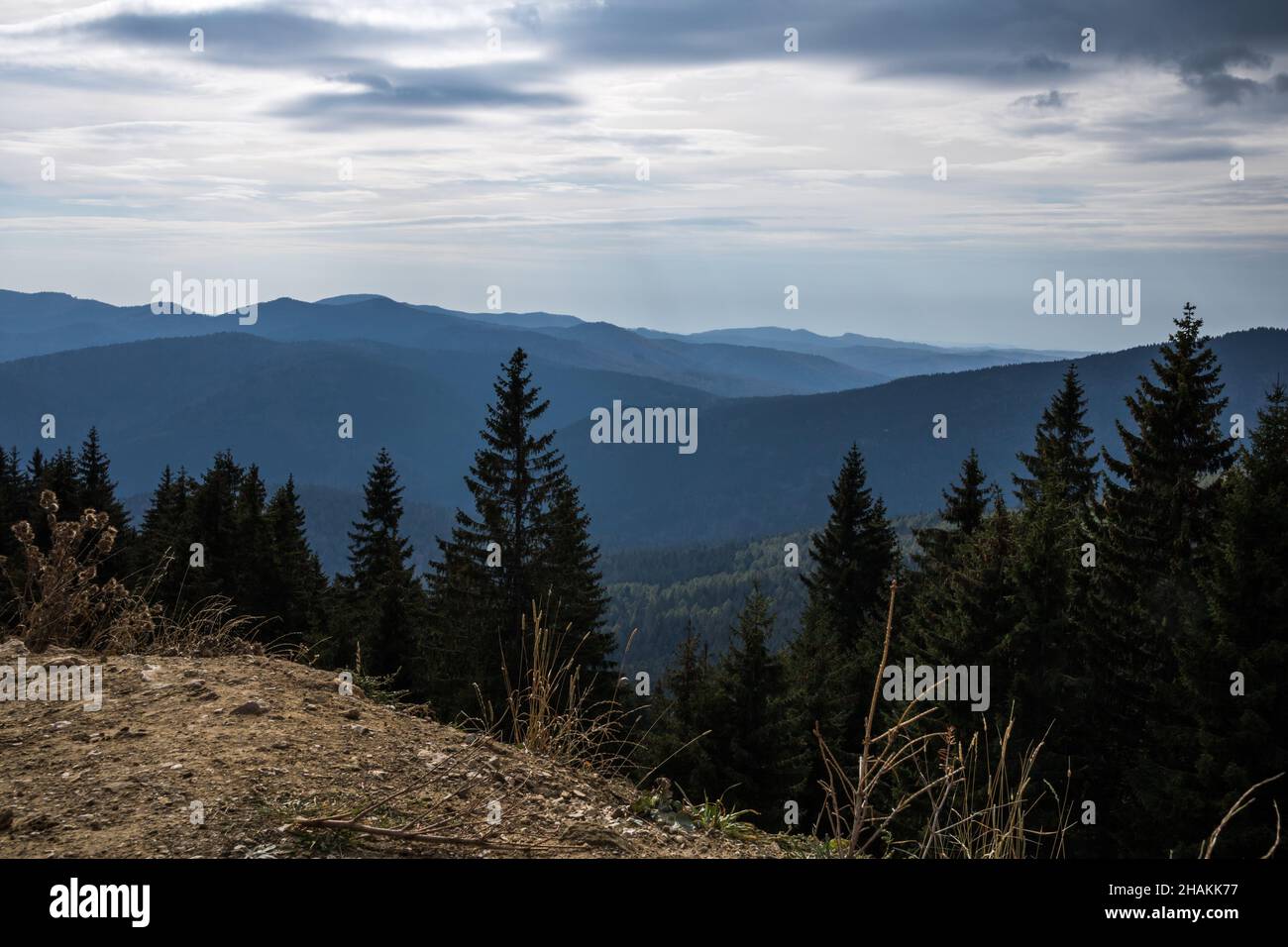 Beautiful forest with dense green trees against a background with hills ...