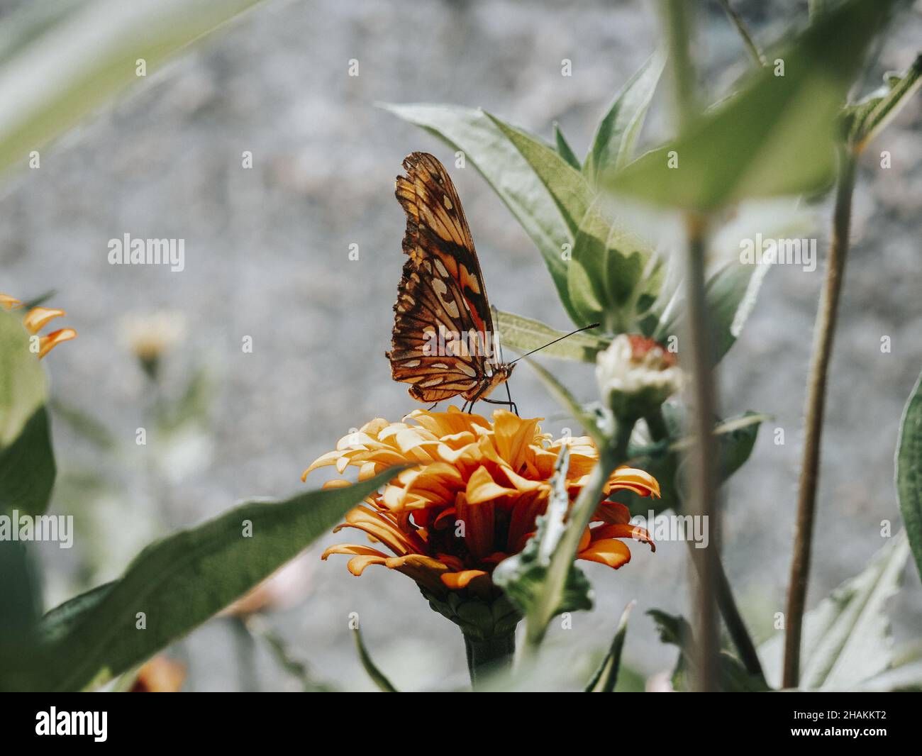 Beautiful view of the Variegated Fritillary butterfly on Marigold ...