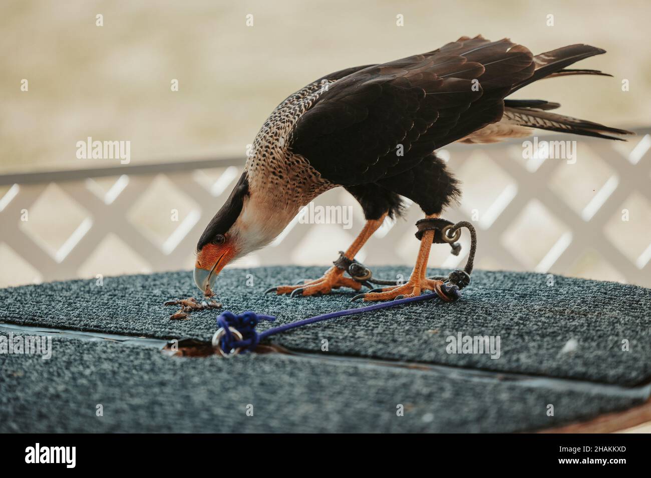 Closeup of a crested cancara bird eating while standing on the table ...