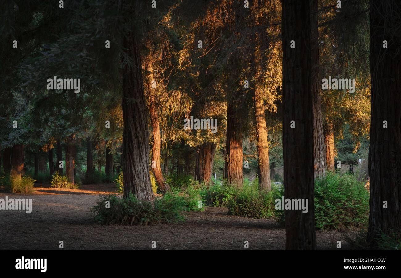 Beautiful scenery of trees in a park Stock Photo - Alamy