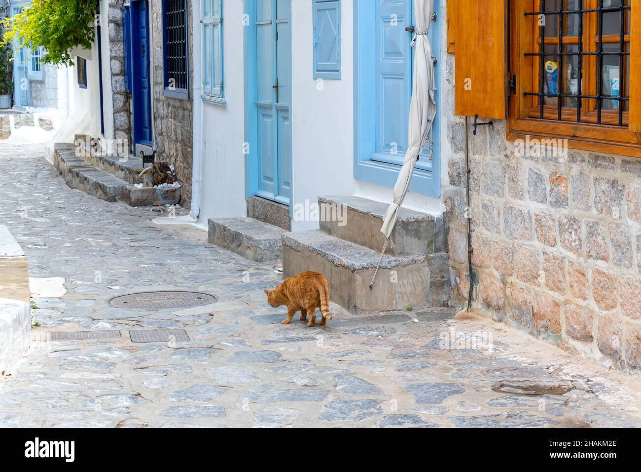 An orange stray cat walks along a street in the picturesque village of ...