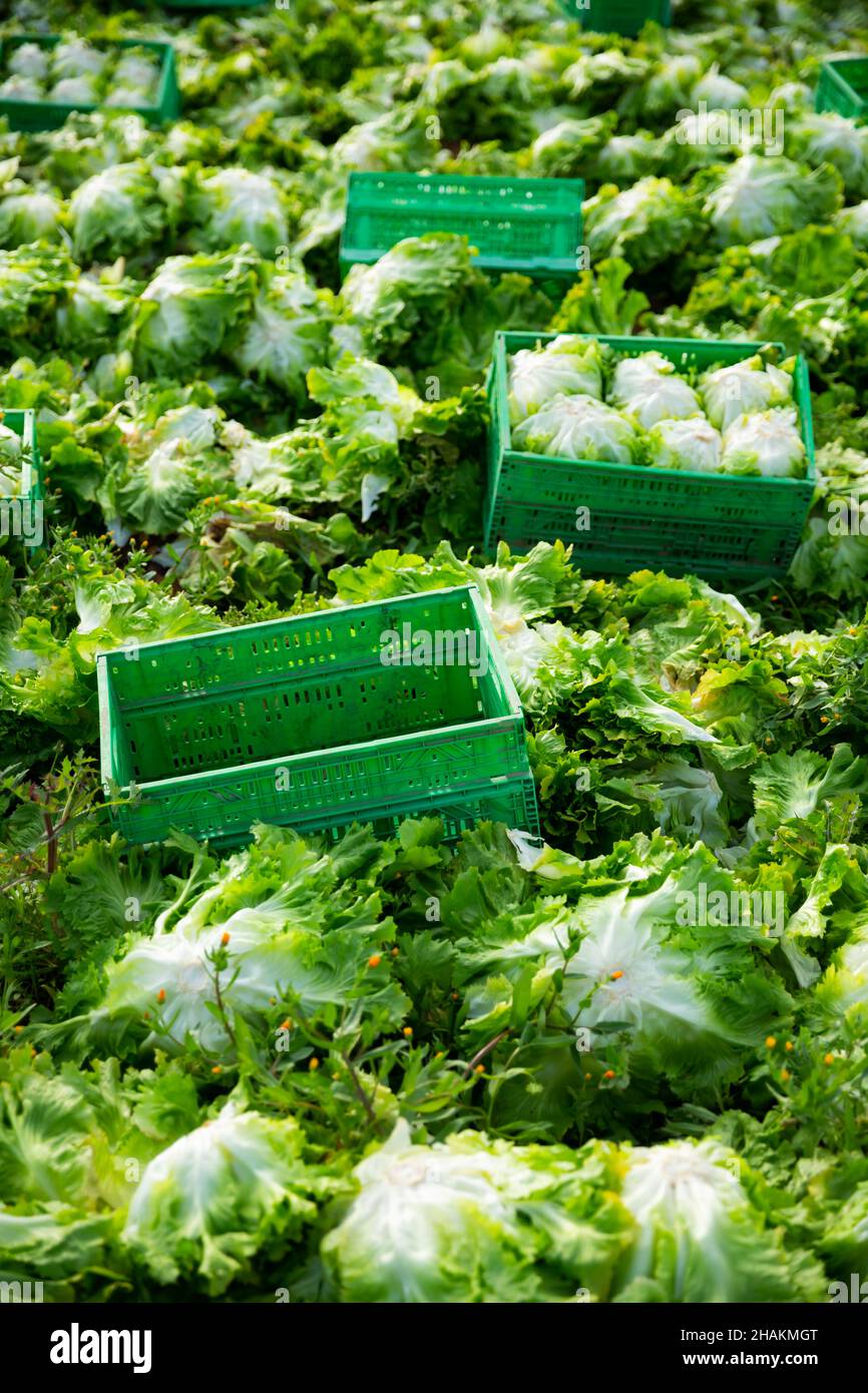 Iceberg lettuce crates hi-res stock photography and images - Alamy